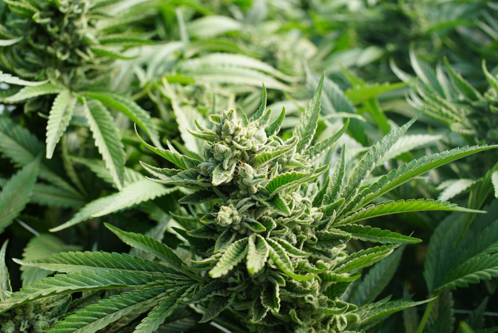 Environmental Crimes Related To Cannabis Cultivation Symposium environmental-crimes-related-to-cannabis-cultivation-symposium